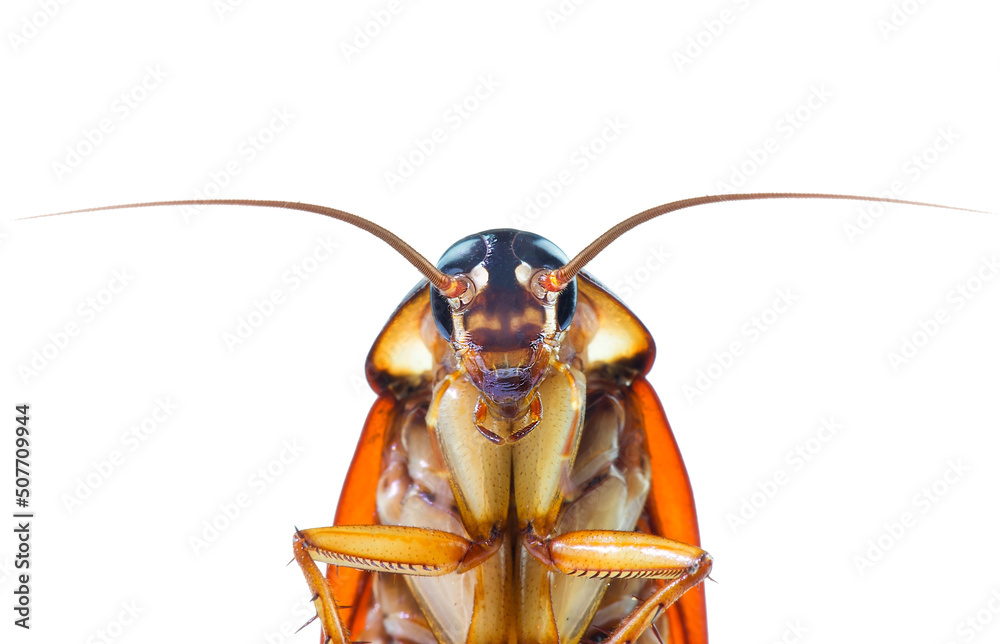 action image of Cockroaches, Cockroaches isolated on white background ...