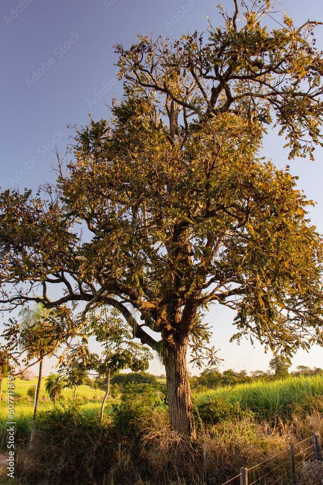 Tree native to Brazil called Cedro - Cedrela fissilis - in general view ...