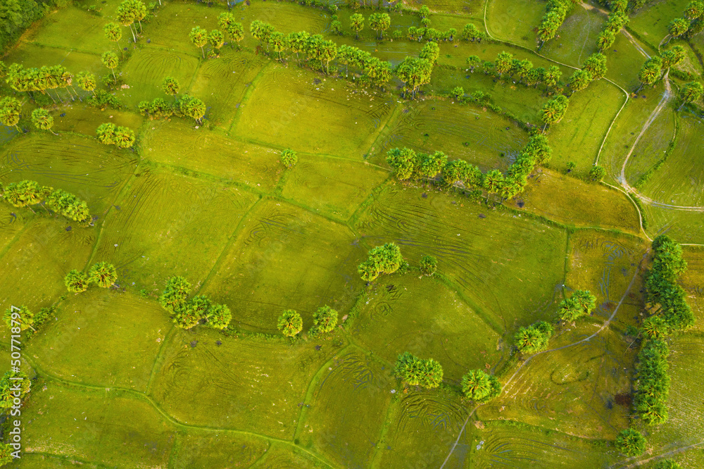 Aerial view of fresh green and yellow rice fields and palmyra trees in ...