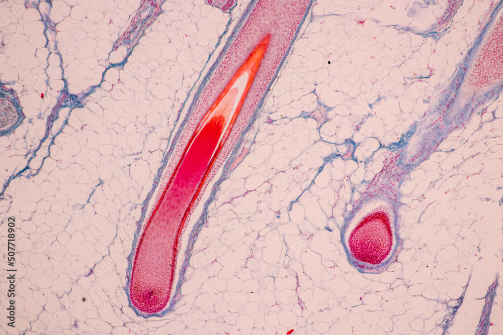 Human Hair Follicle Under Microscope