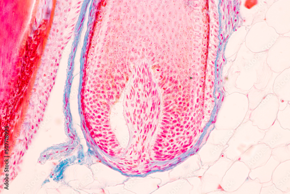 Scalp and hair follicles of human under the microscope in Lab. Stock ...