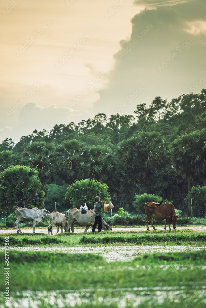 Aerial view of fresh green and yellow rice fields and palmyra trees in ...