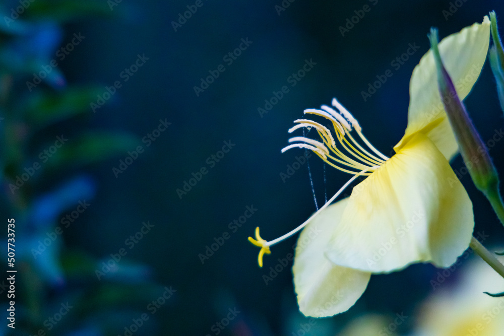 Blue Evening Primrose Flower