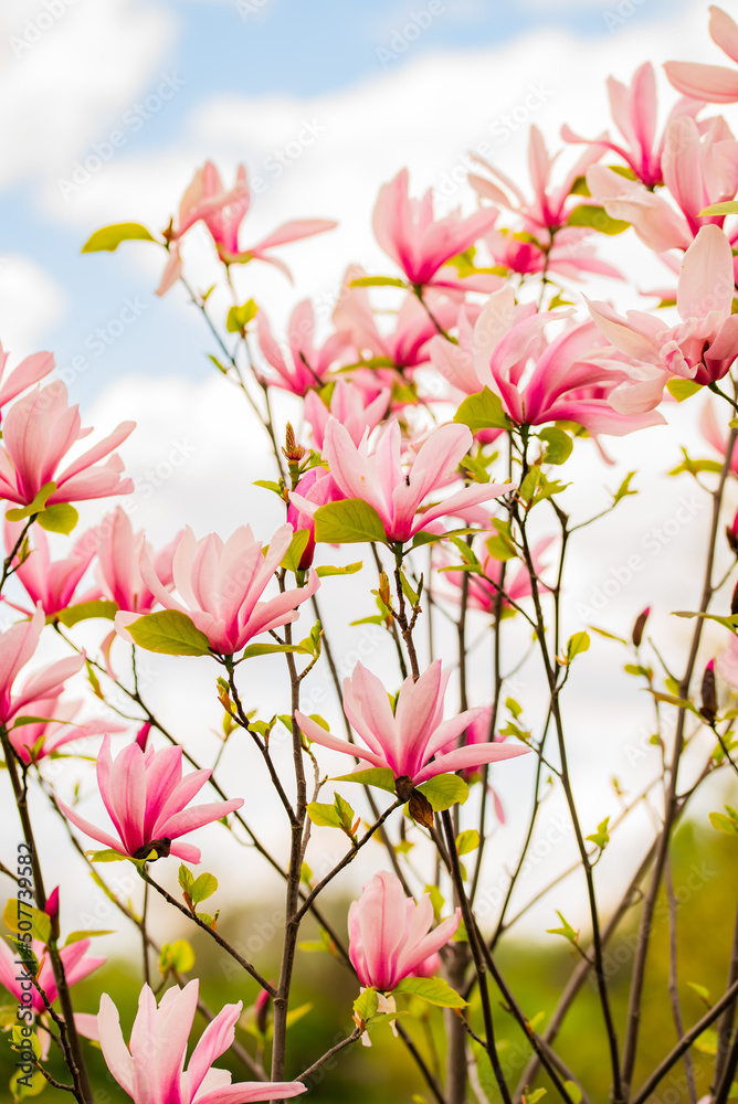 Zbliżenie na różowe kwiaty magnoli Stock Photo | Adobe Stock