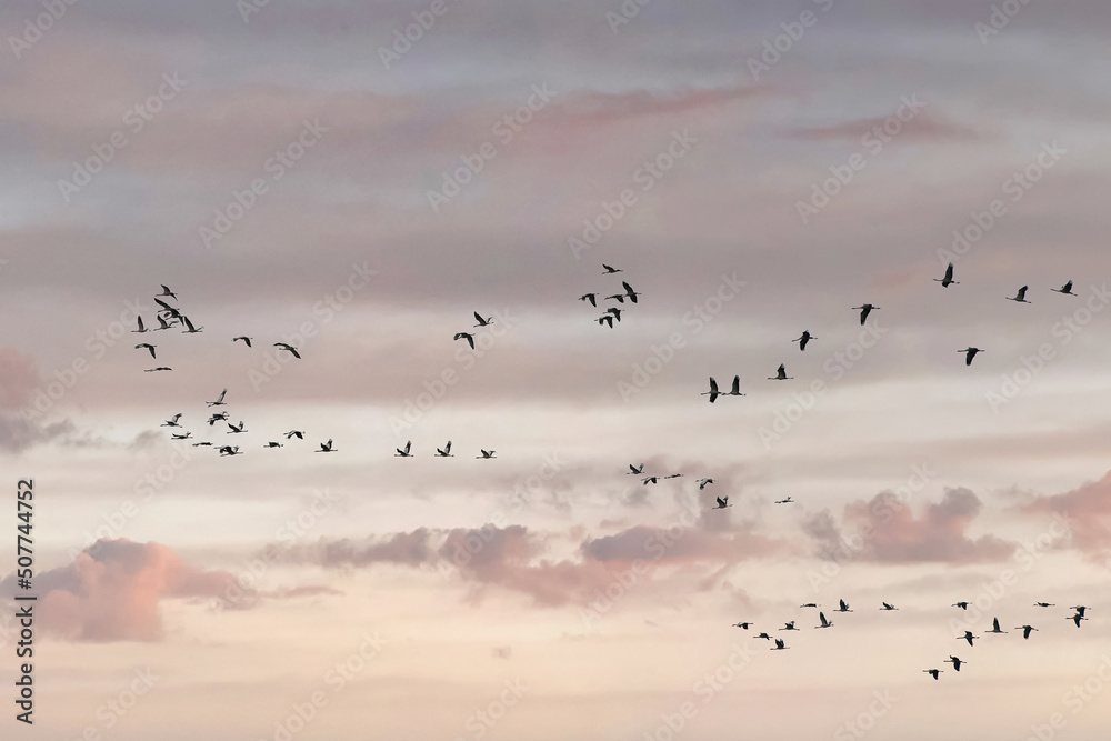 flock of birds Stock Photo | Adobe Stock