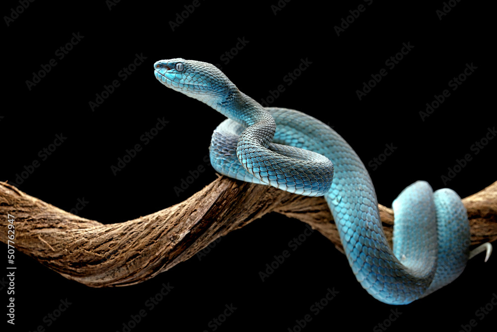 Blue Insularis (Trimeresurus insularis) is venomous pit vipers and ...
