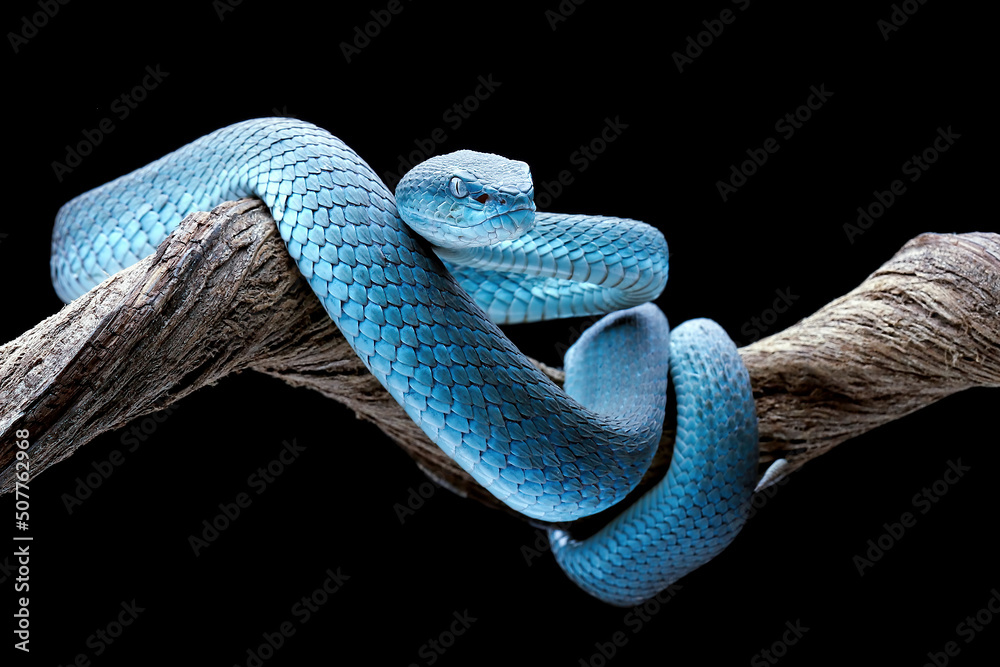 Blue Insularis (Trimeresurus insularis) is venomous pit vipers and ...