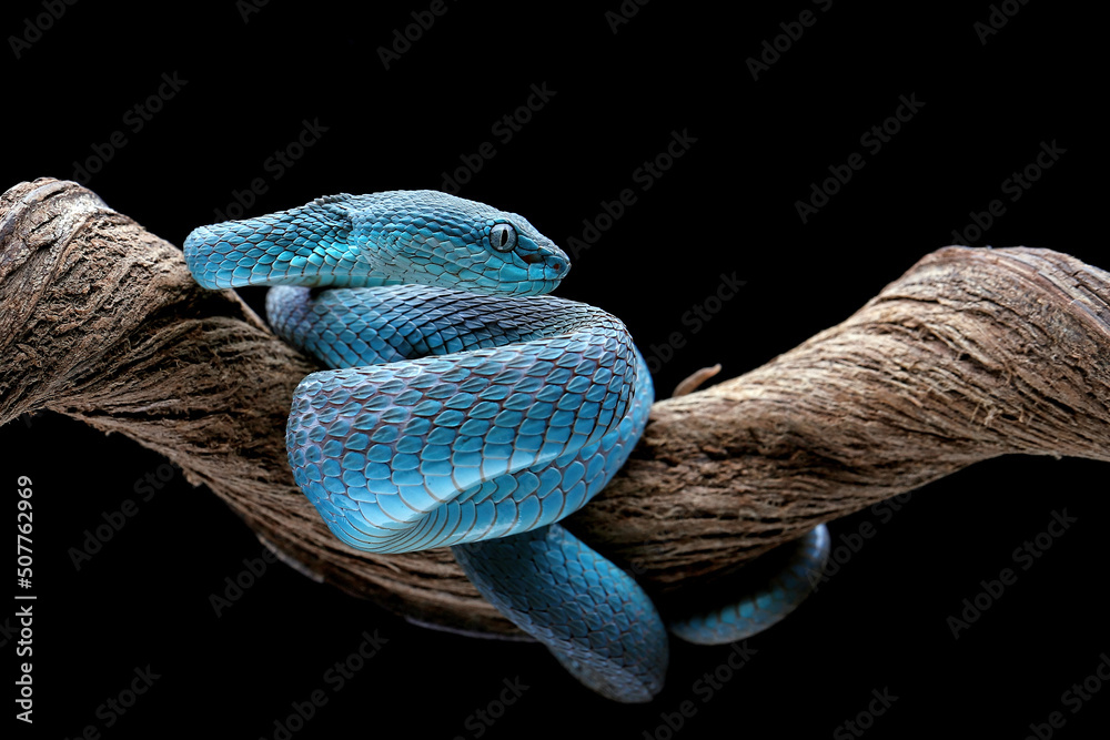 Blue Insularis (Trimeresurus insularis) is venomous pit vipers and ...
