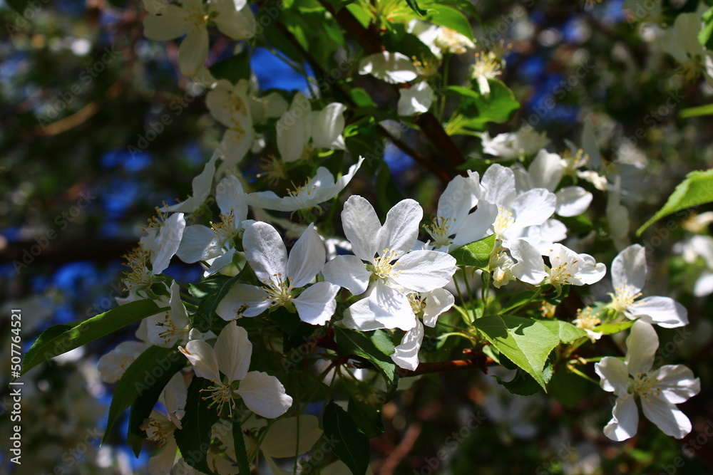 Malus sieboldii, commonly called Siebold's crab, Siebold's crabapple or ...