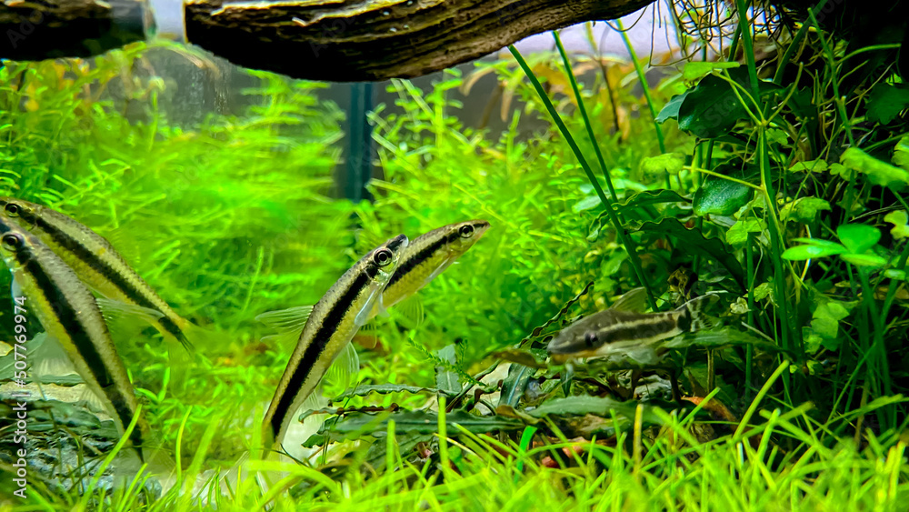 Two of Siamese Algae-eater (Crossocheilus siamensis) and Dwarf oto ...