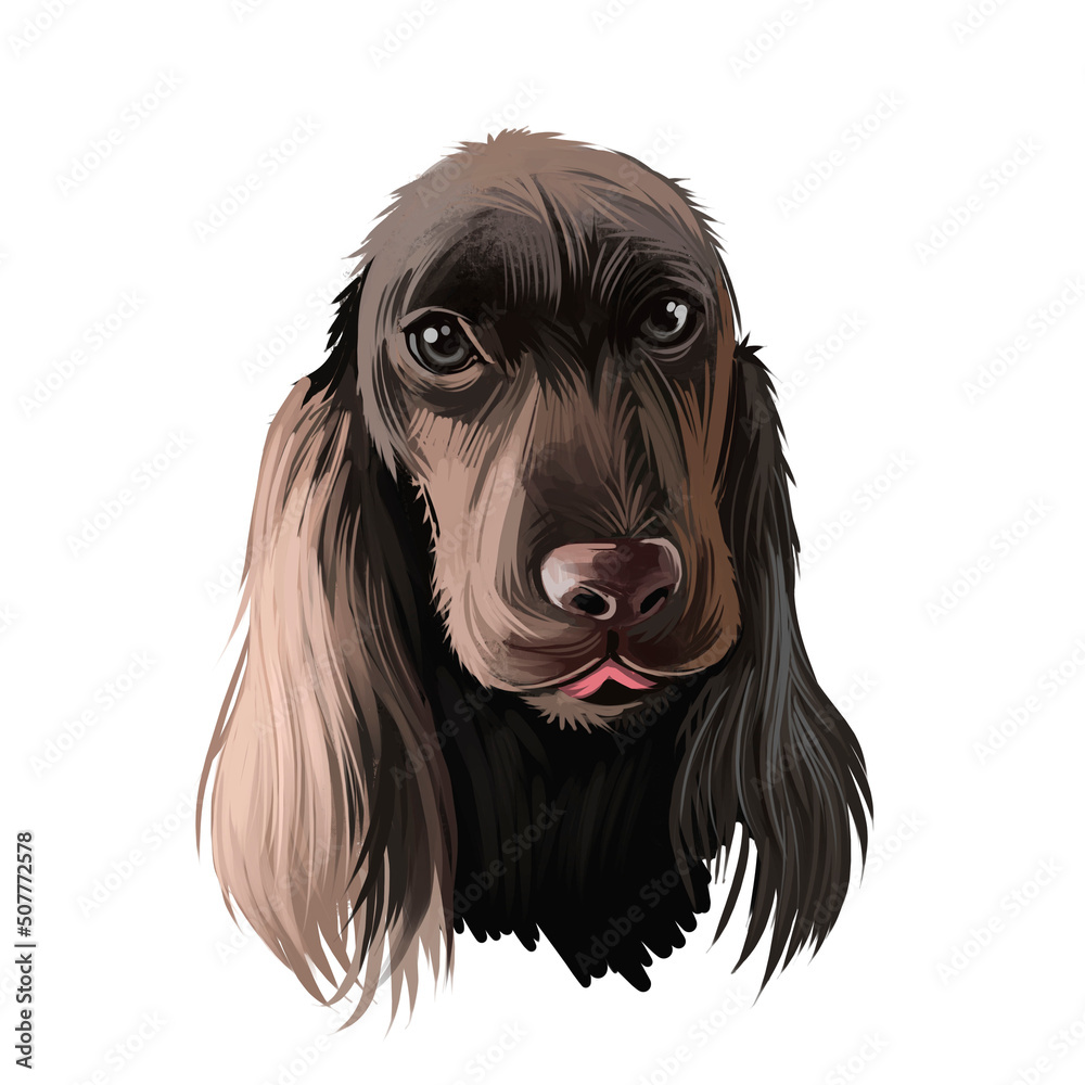 Field Spaniel, Field dog digital art illustration isolated on white ...