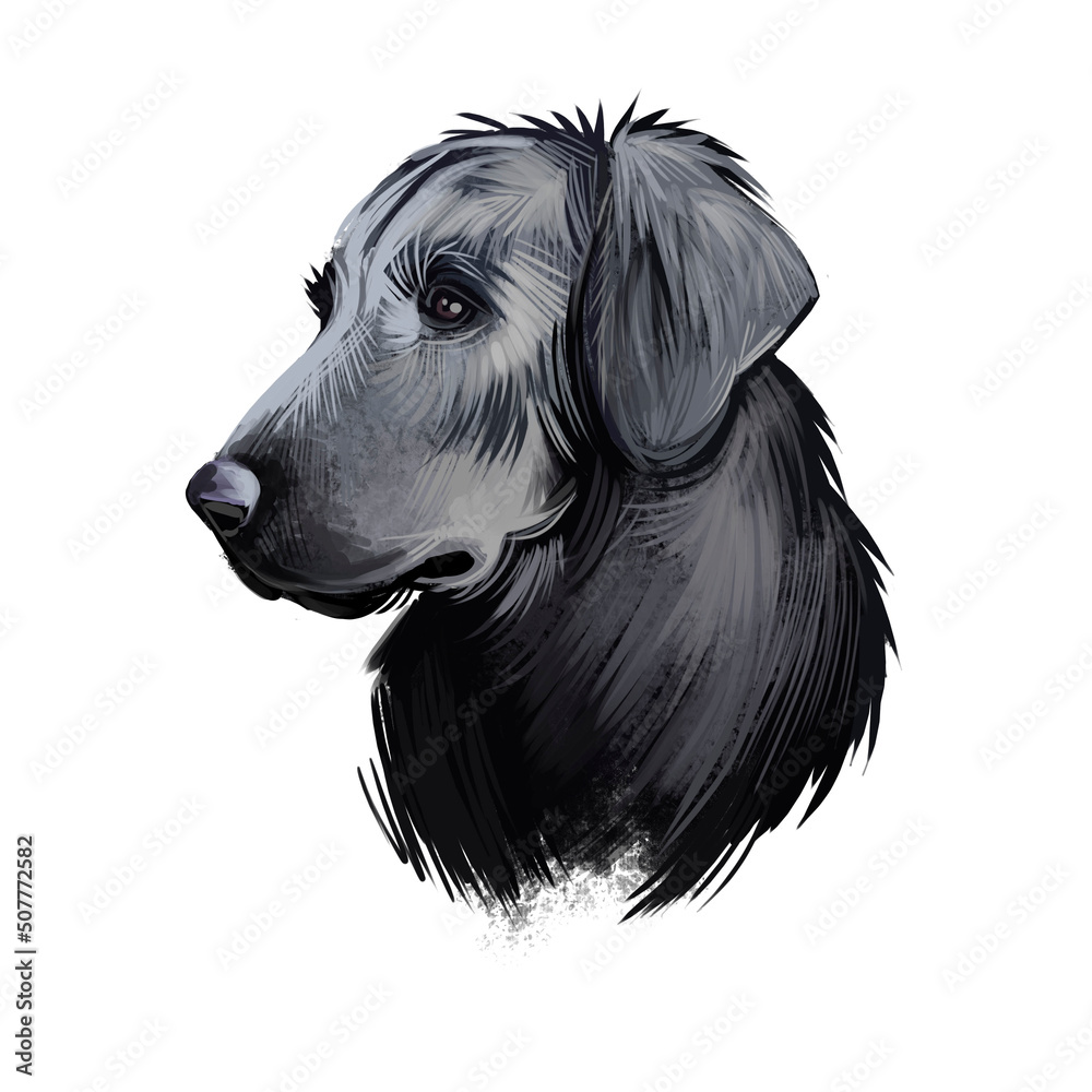 Flat-Coated Retriever, Flatcoat, Flattie, Flatte, Flatt dog digital art ...