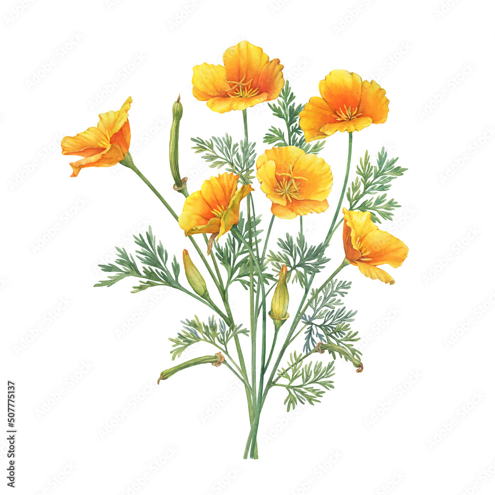 Bouquet with golden California sunlight flower (Eschscholzia, cup of ...