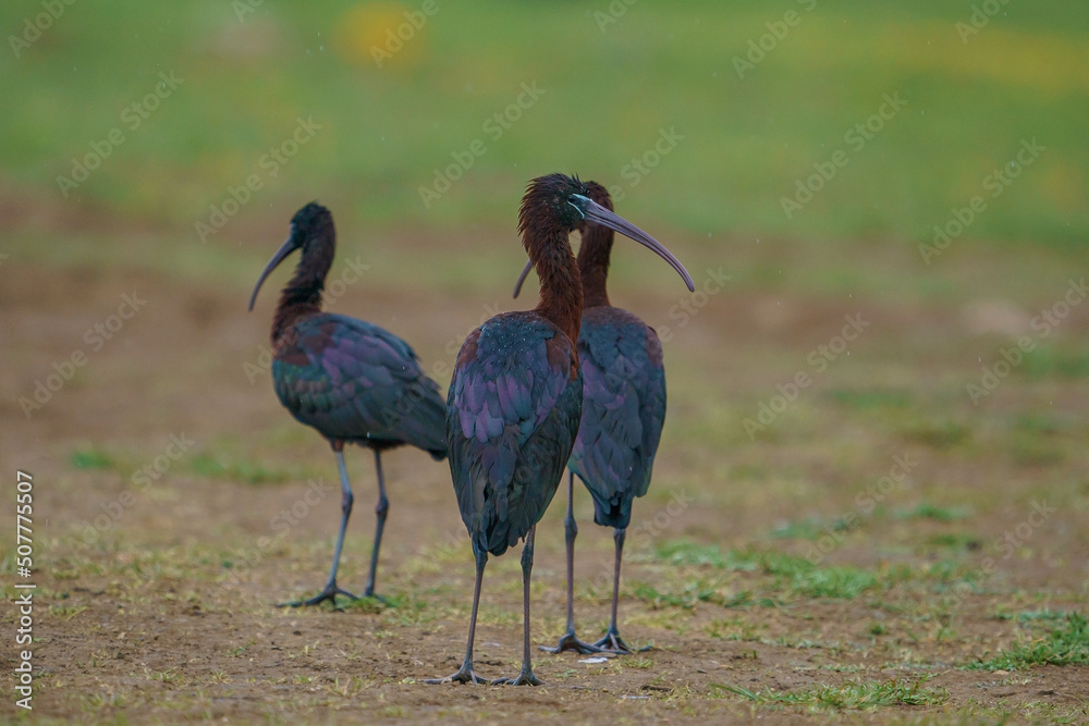 The glossy ibis is a wading bird in the ibis family Threskiornithidae ...