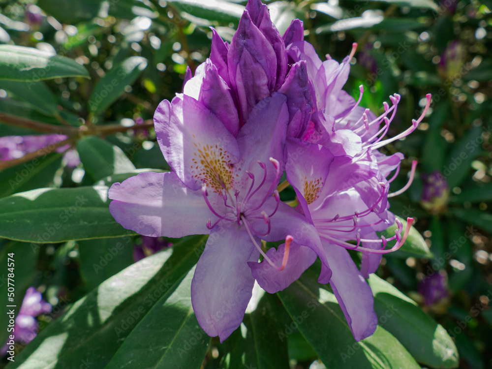 Fioletowe kwiaty azalii wśród zielonych liści. Jest słoneczny dzień ...