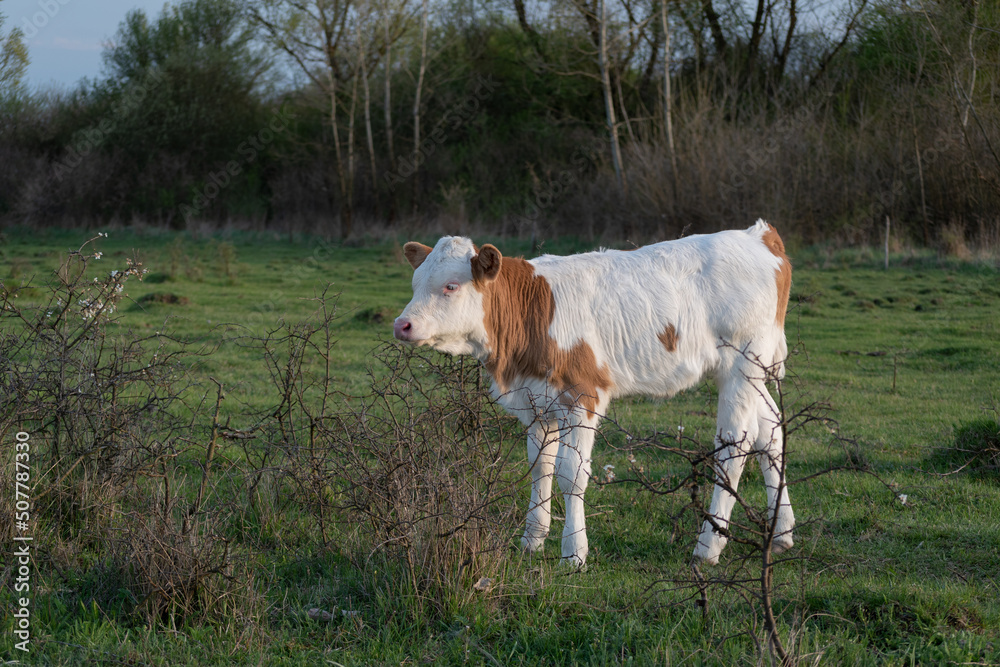 Single calf stand in pasture side view against grove, cattle offspring ...