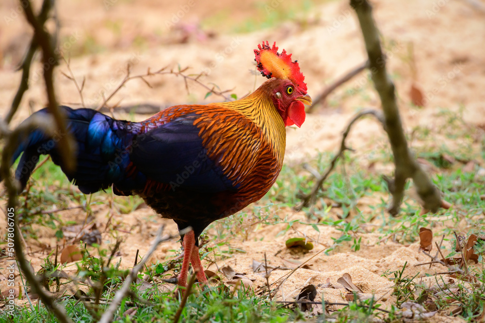 Beautiful Sri Lankan jungle fowl foraging the Forests of Yala national ...
