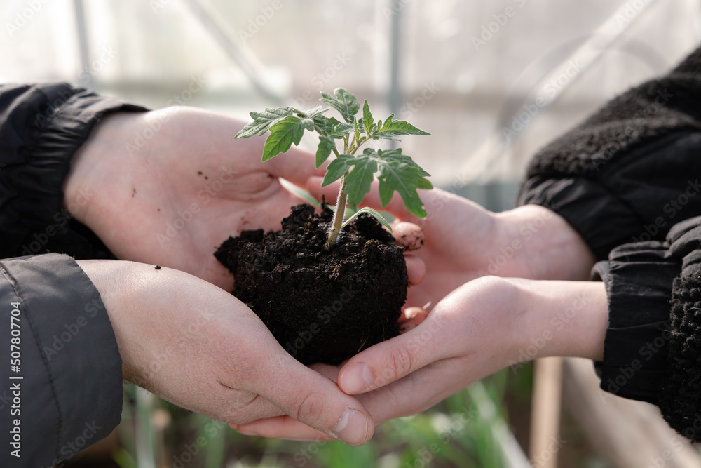 agriculture teamwork. farmers team hands plant a small plant in the ...