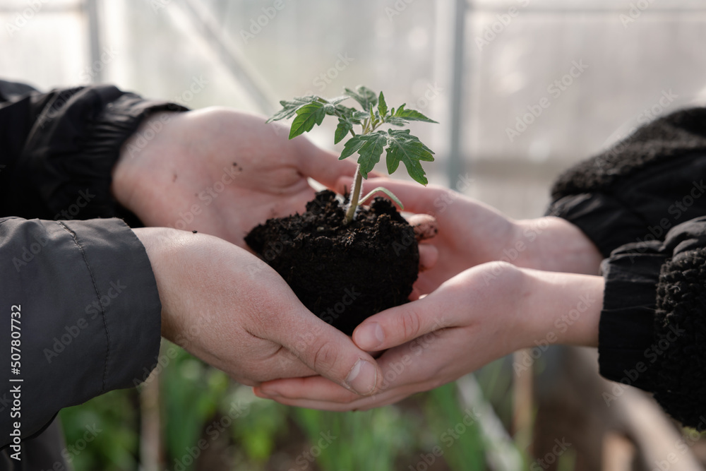 agriculture teamwork. farmers team hands plant a small plant in the ...