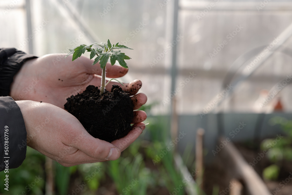 agriculture teamwork. farmers team hands plant a small plant in the ...