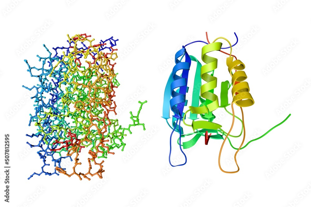 Crystal structure and molecular model of the complex of apopain with ...