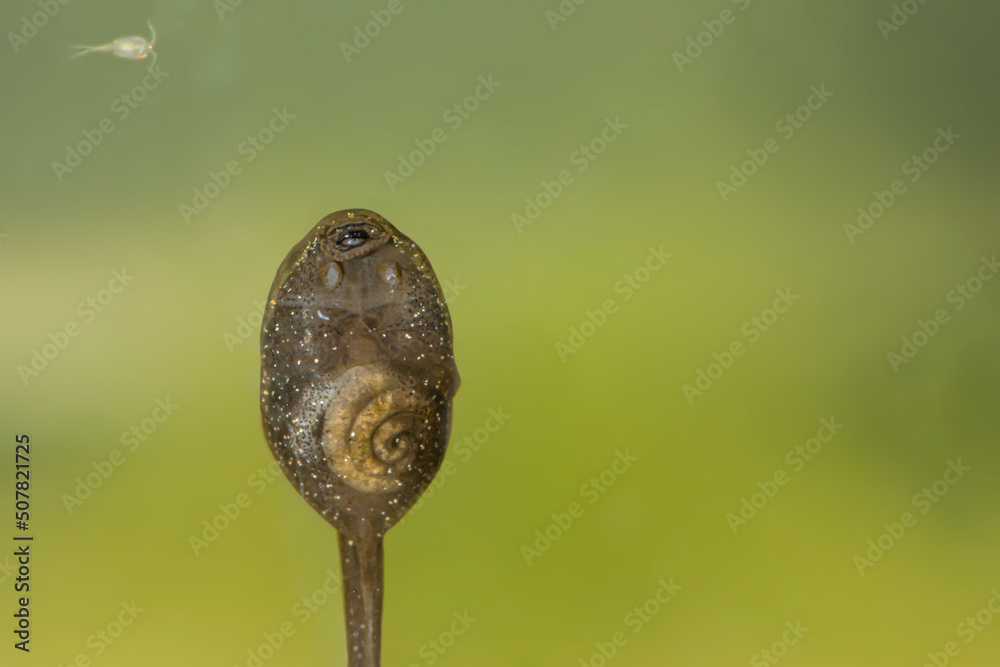 A young tadpole of the brown grass frog, showing its belly with the ...