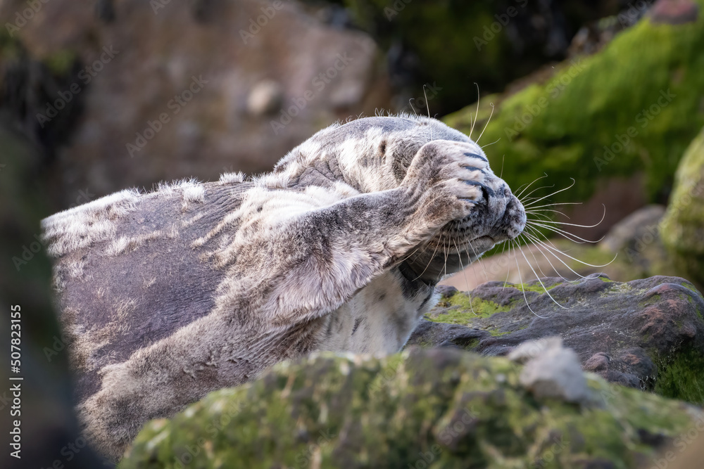 Grey seal (Halichoerus grypus) wiping its face with a paw, Yorkshire ...