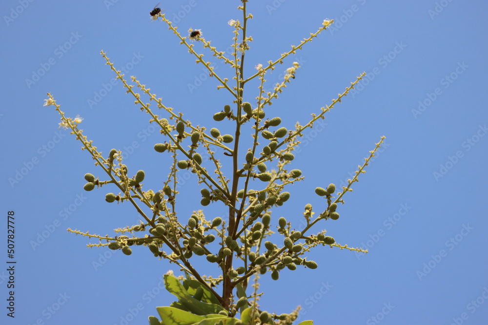 Dimocarpus longan, commonly known as the longan, is a tropical tree ...
