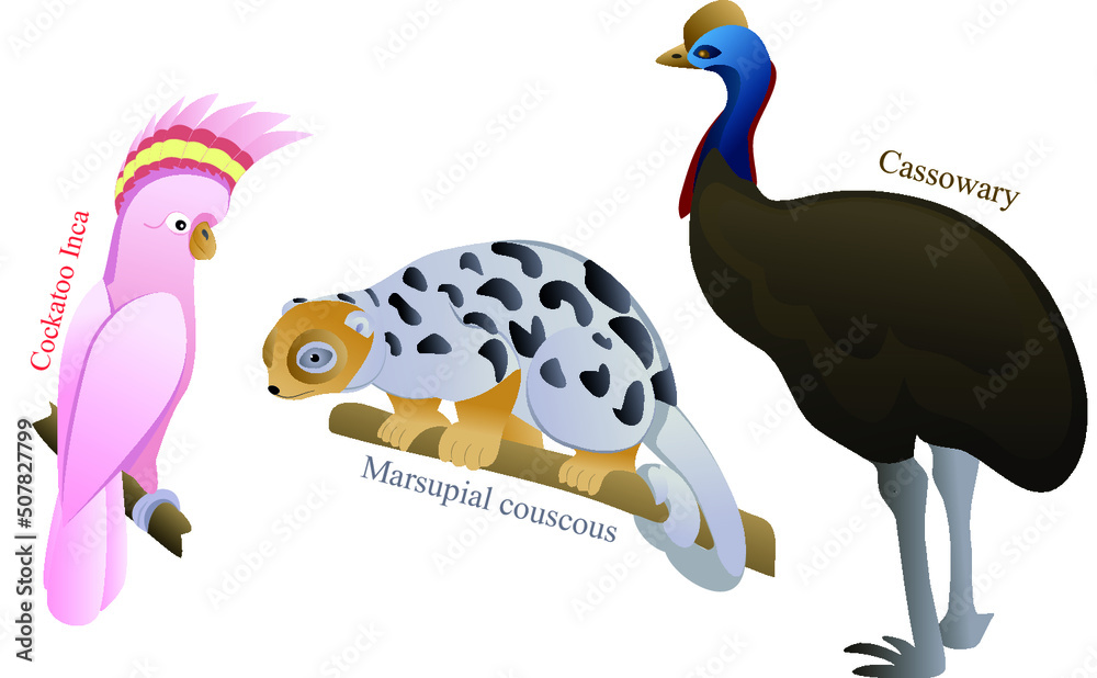 Australia Cockatoo inca marsupial couscous cassowary animals Stock ...
