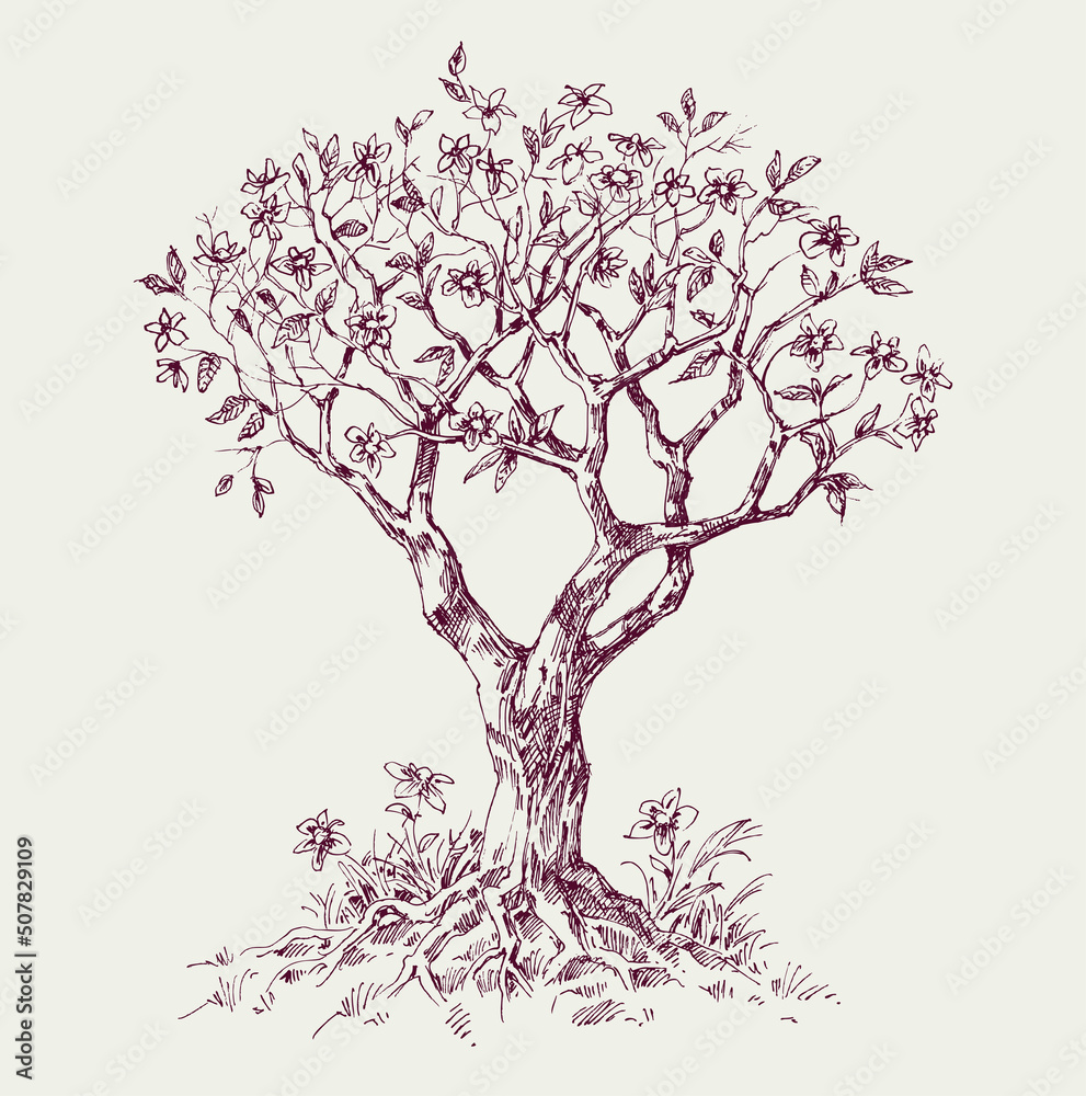 Photo & Art Print Magnolia tree in bloom hand drawn vector illustration ...