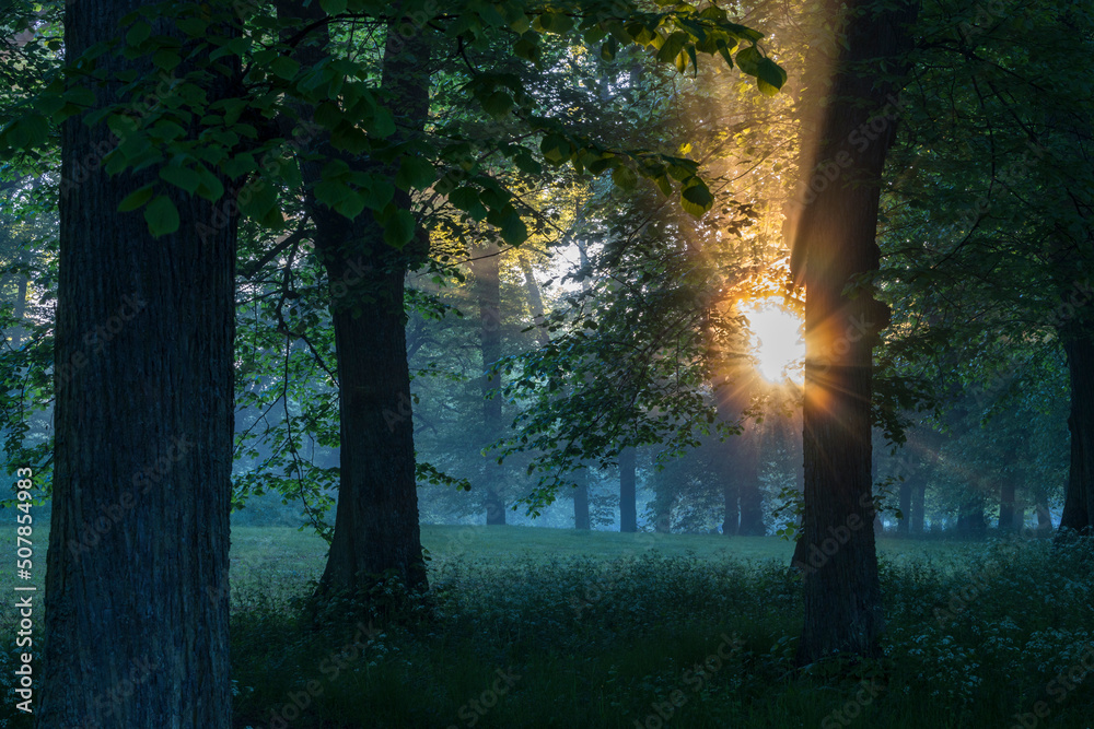 Stockholm, Sweden The early morning sun shines through the forest in ...