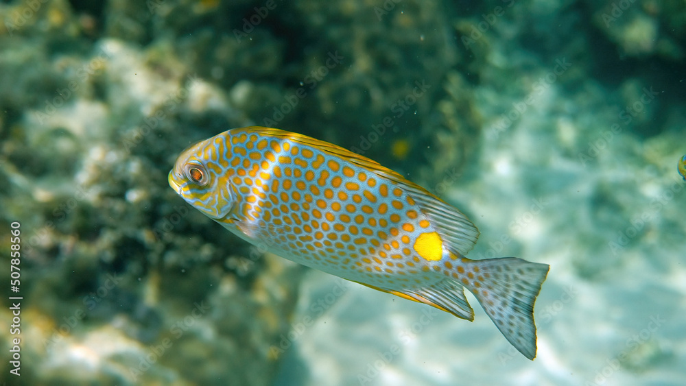 Underwater photo of golden rabbitfish or Siganus guttatus in coral reef ...