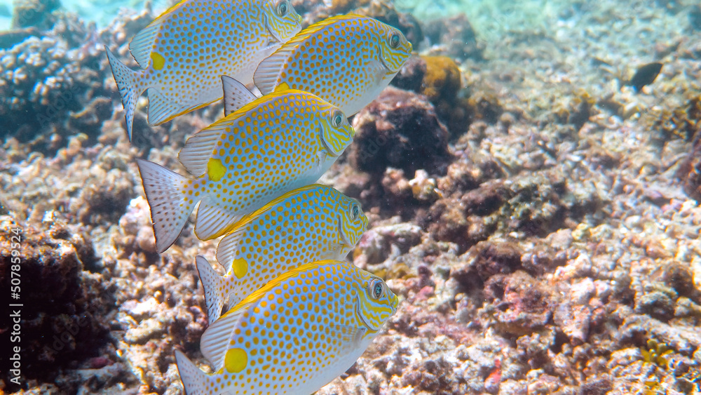 Underwater video of golden rabbitfish or Siganus guttatus school in ...