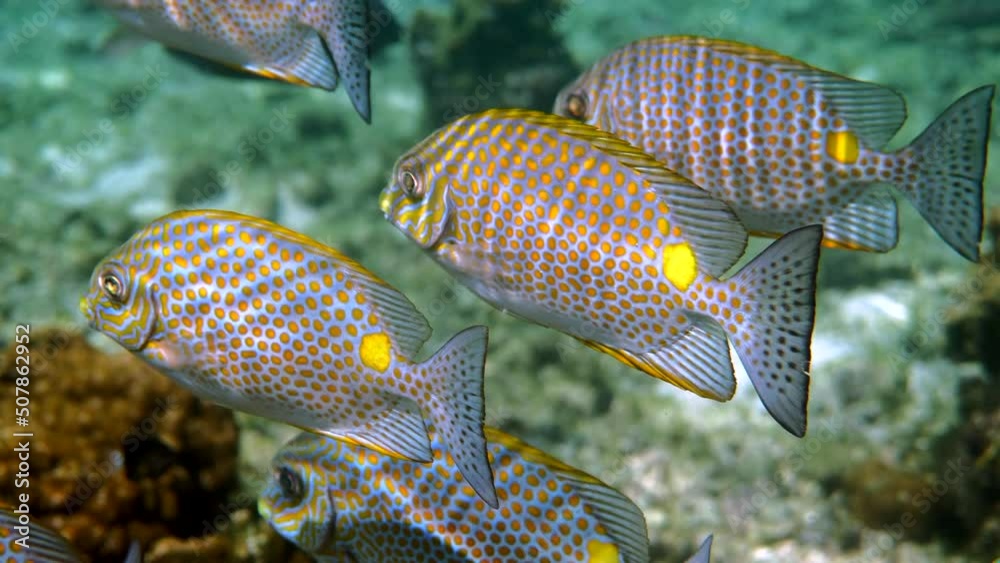Video Stock Underwater video of golden rabbitfish or Siganus guttatus ...