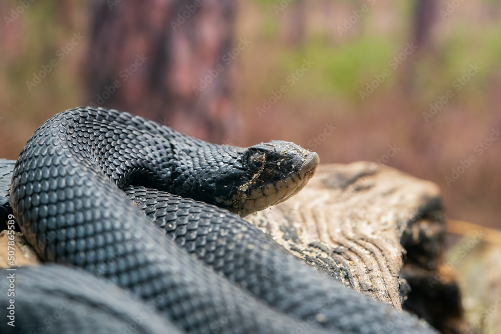 Hognose snake with spider webs and debris covering his eye. Stock Photo ...