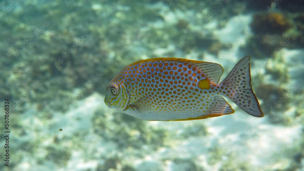 Underwater video of golden rabbitfish or Siganus guttatus in coral reef ...