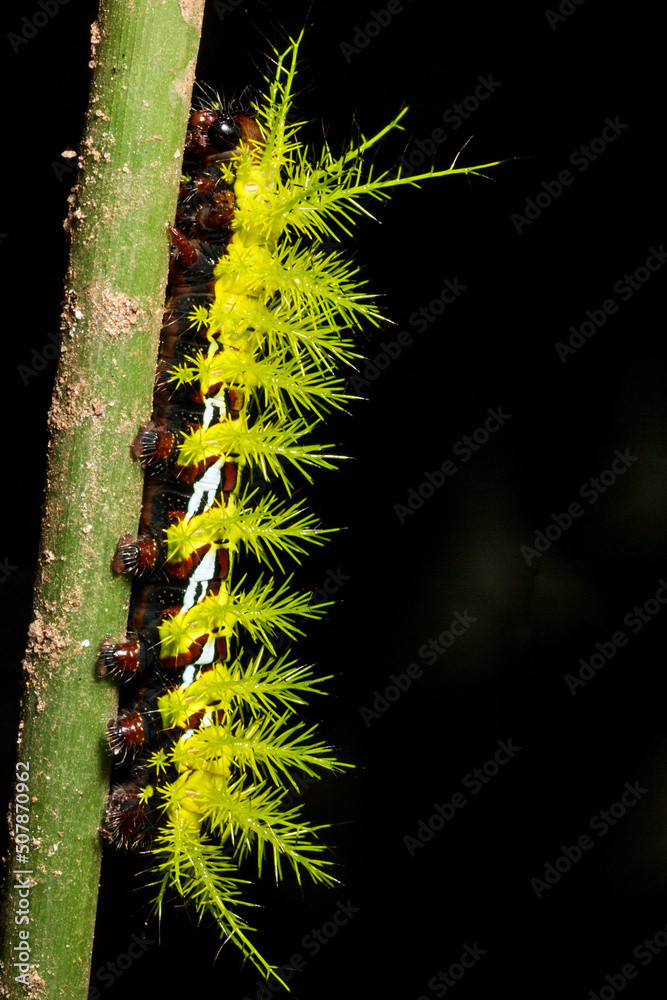 Taturana ou tromba de elefante, marandová , maranduvá, embira, ambira ...