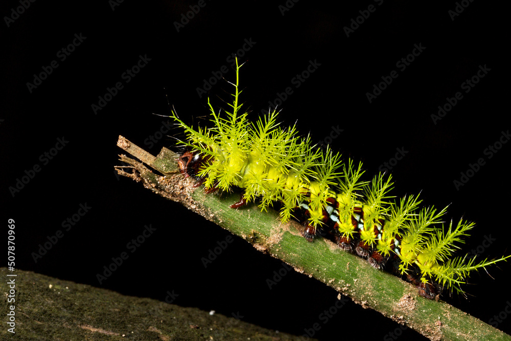 Taturana ou tromba de elefante, marandová , maranduvá, embira, ambira ...