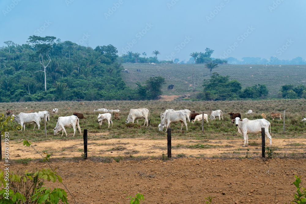 Poster Cattle grazing on illegal livestock farm in conservation reserve land under forest fire ...