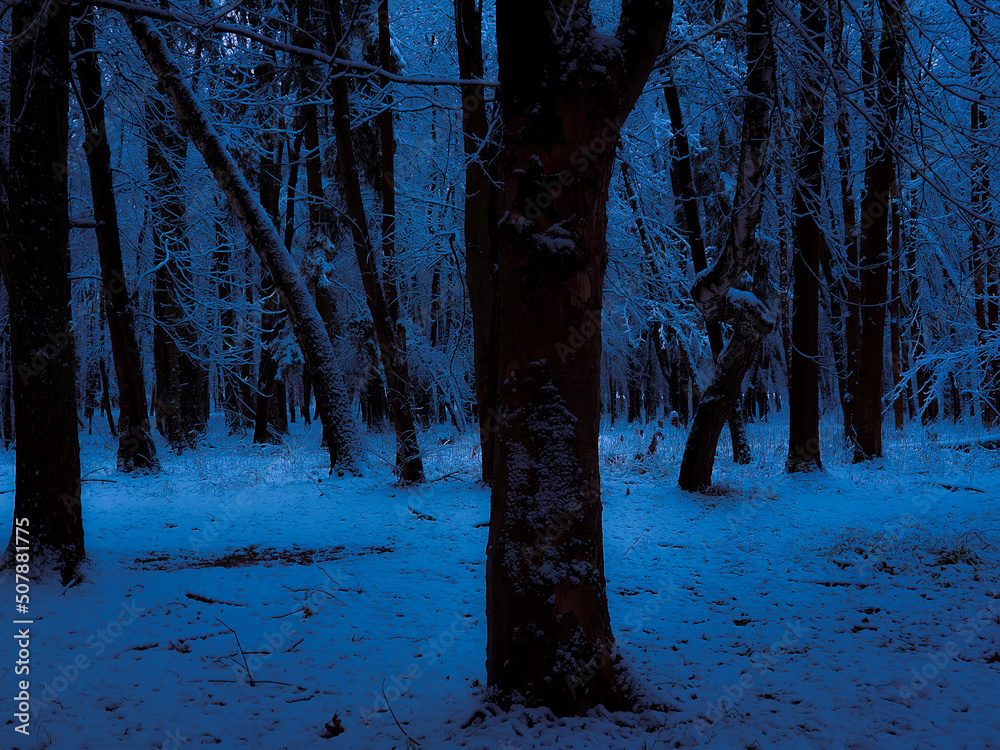 Dark winter forest in blue tones. Twilight in the snowy forest ...