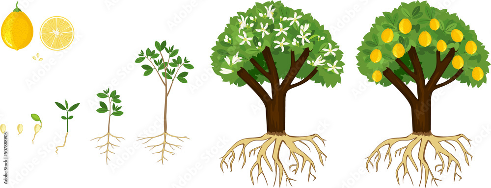 Life cycle of lemon tree isolated on white background. Plant growing ...