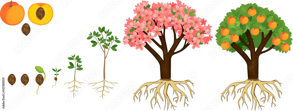 Life cycle of peach tree isolated on white background. Plant growing ...