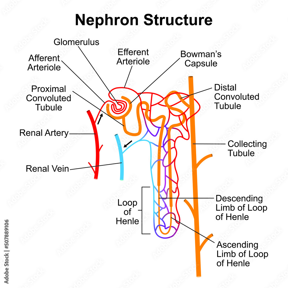 Solved Functional Microscopic Anatomy Of The Kidney A - vrogue.co Solved Functional Microscopic Anatomy Of The Kidney A - vrogue.co