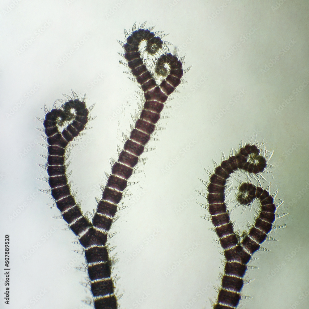 Ceramium sp. red algae under microscopic view, Rhodophyta Stock Photo ...