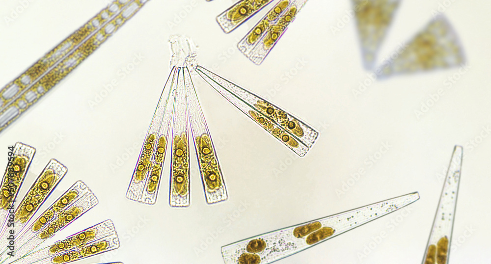 Diatoms, algae under microscopic view, phytoplankton, fossils, silica ...