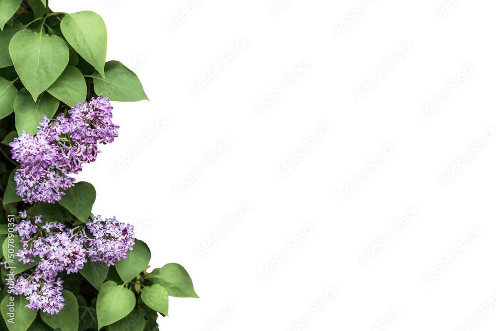 Lilac flower on transparent background. Floral of spring lilac flowers ...
