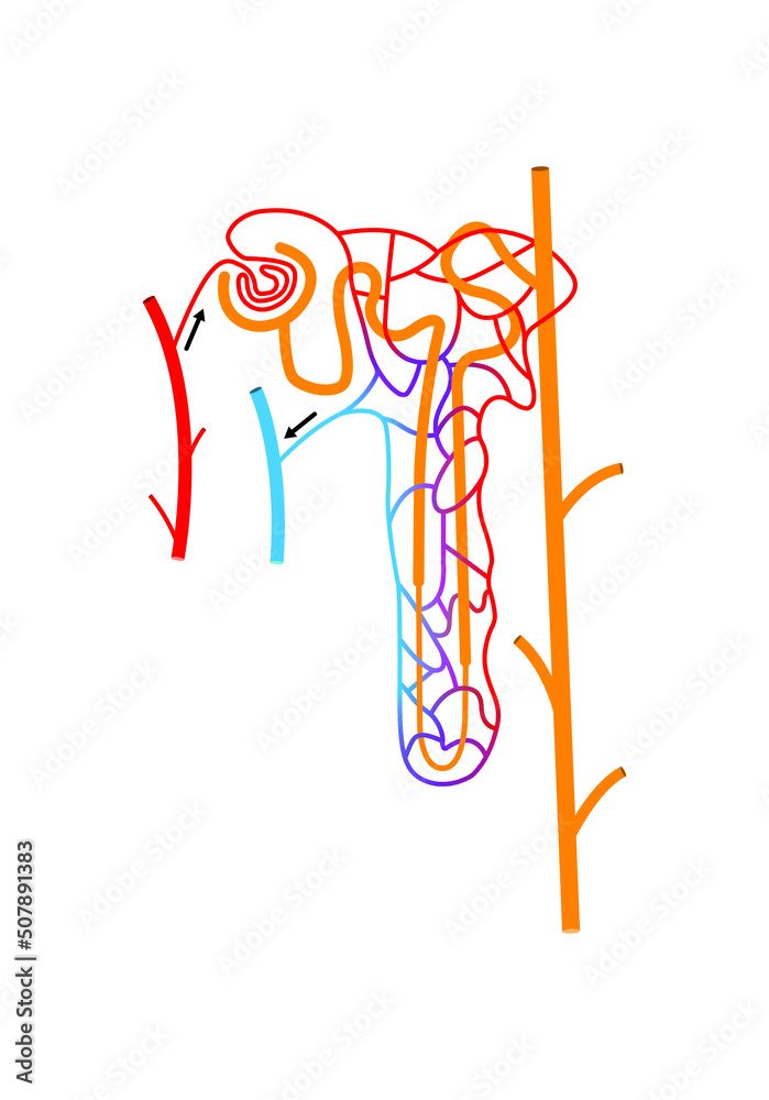 Scientific Designing of Nephron Structure. The Microscopic Structural ...