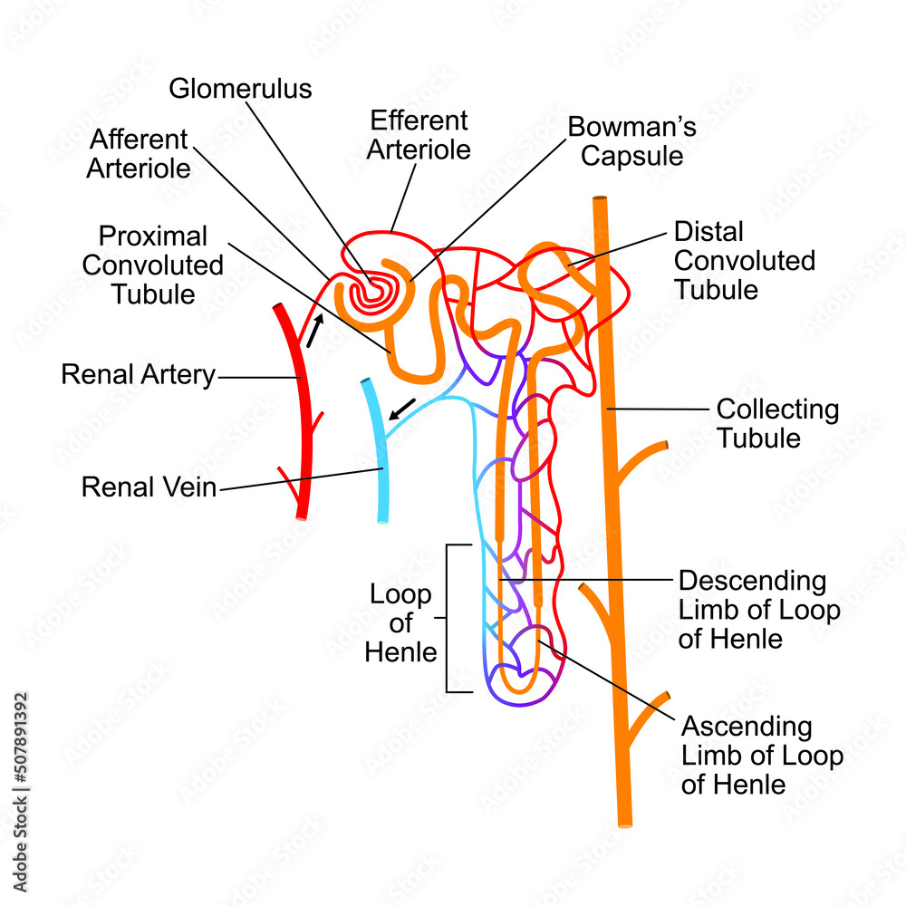 Scientific Designing Of Nephron Structure The Microscopic Structural 