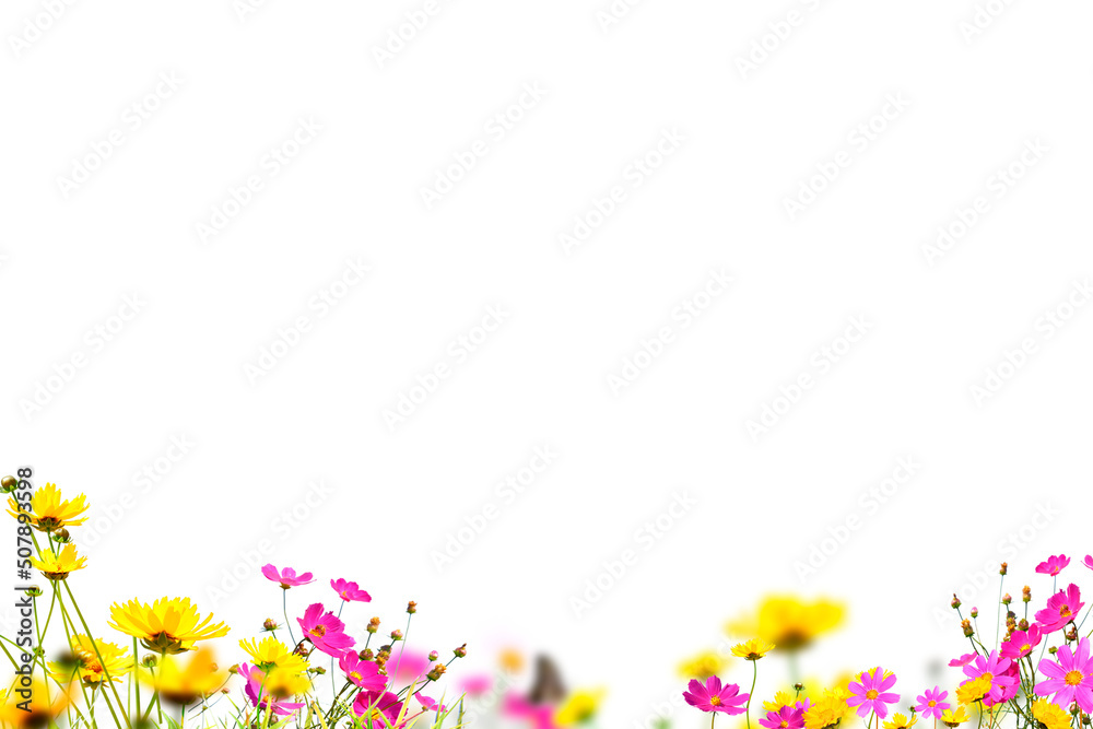 Flowers isolated on transparent background, Flower summer spring ...