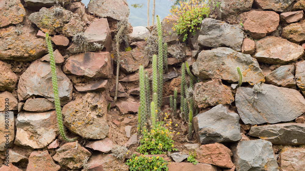 Cactus growing on opening in Ancient Archaeological pikillaqta site in ...